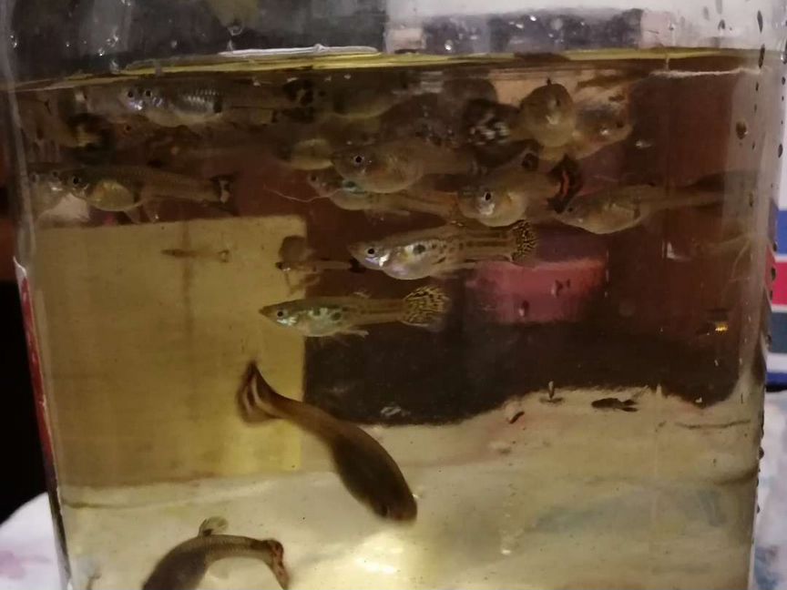 Аквариумные рыбки Гуппи