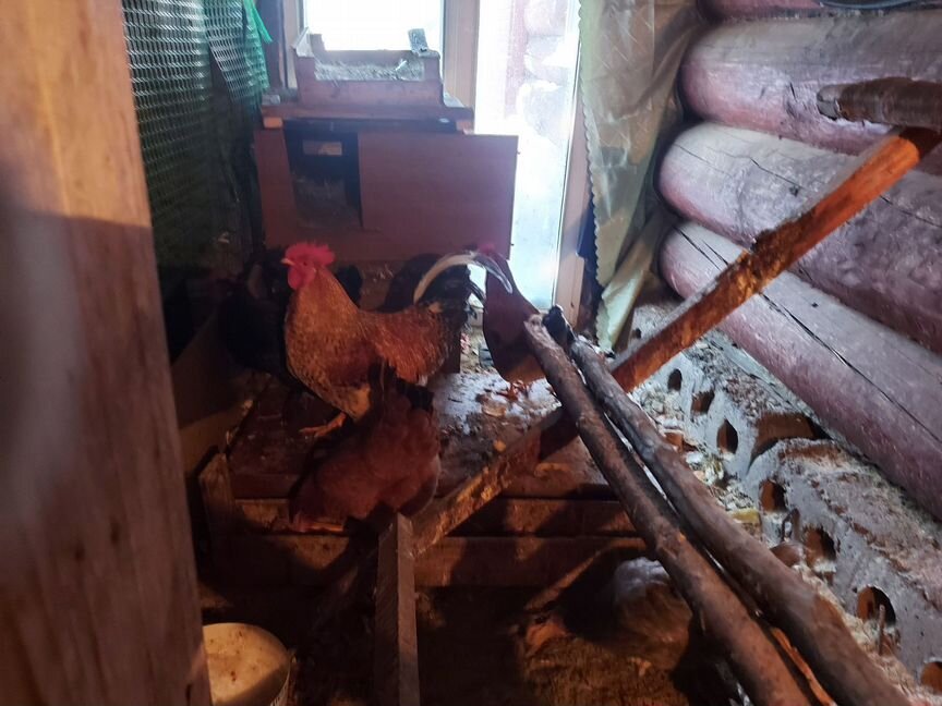 Петух молодой,3 курицы