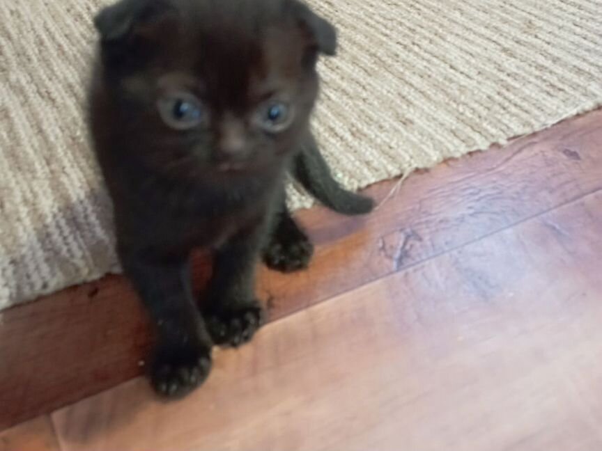 Шотландская вислоухая кошка черная