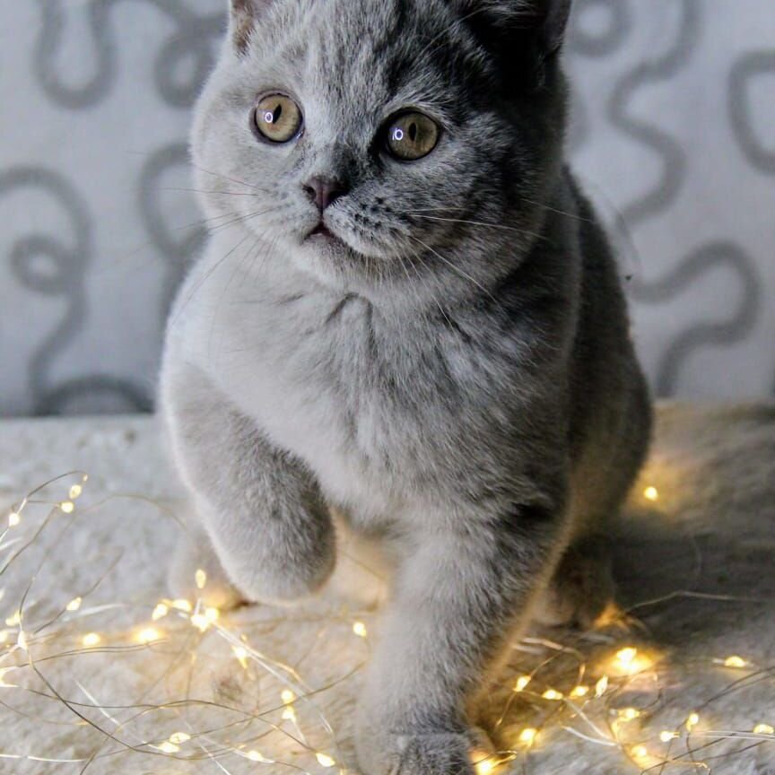Британские котята