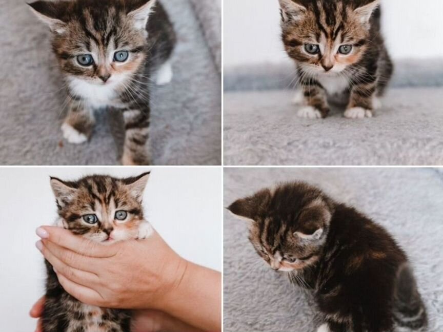 Котята от шотландской кошки