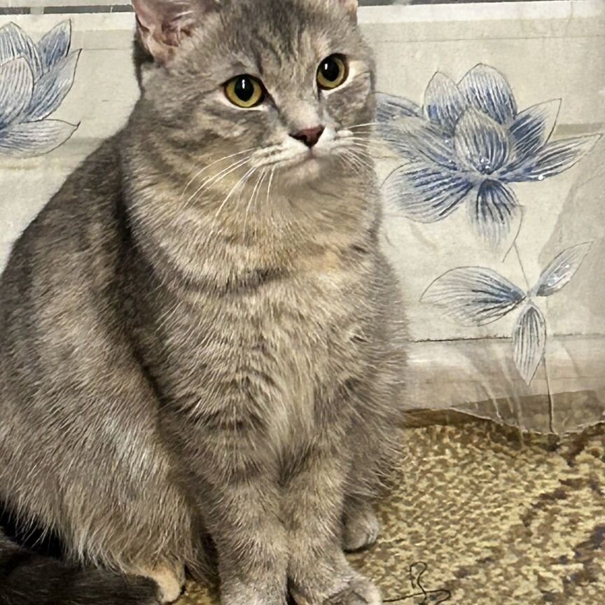 Кот Пушок