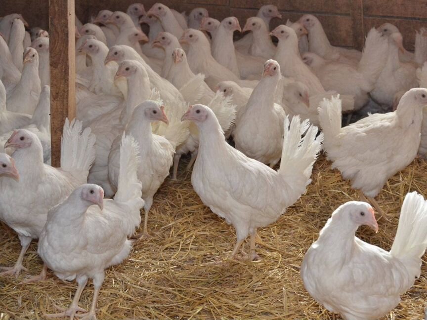 Куры несушки. Супер Ник