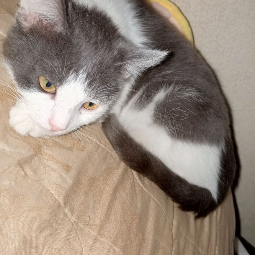 Котёнок мальчик