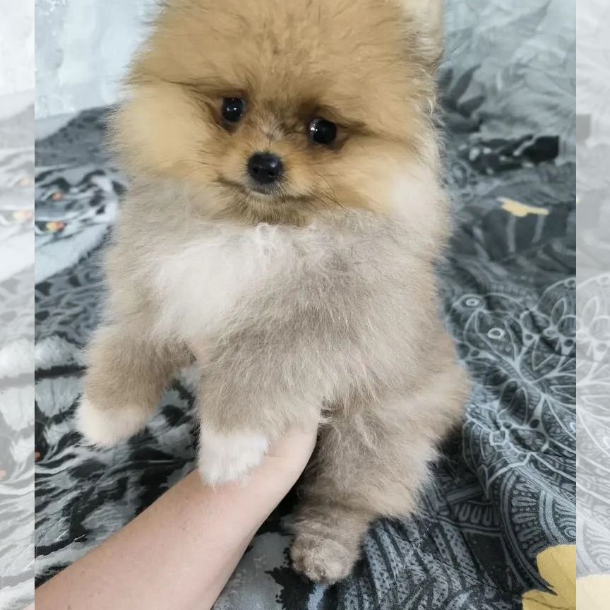 Померанский шпиц, щенок