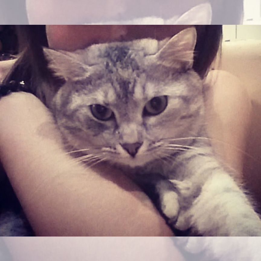 Кошка Нюша 14 лет