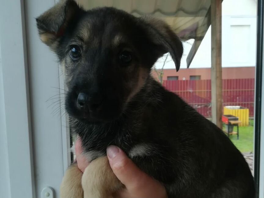 Щеночки в добрые руки