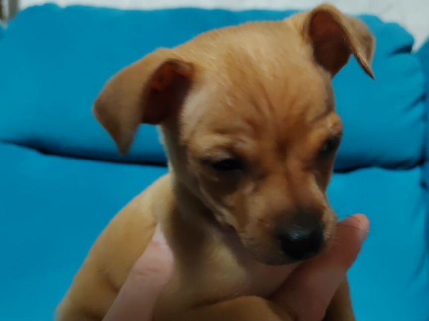 Маленькая собака той-терьер