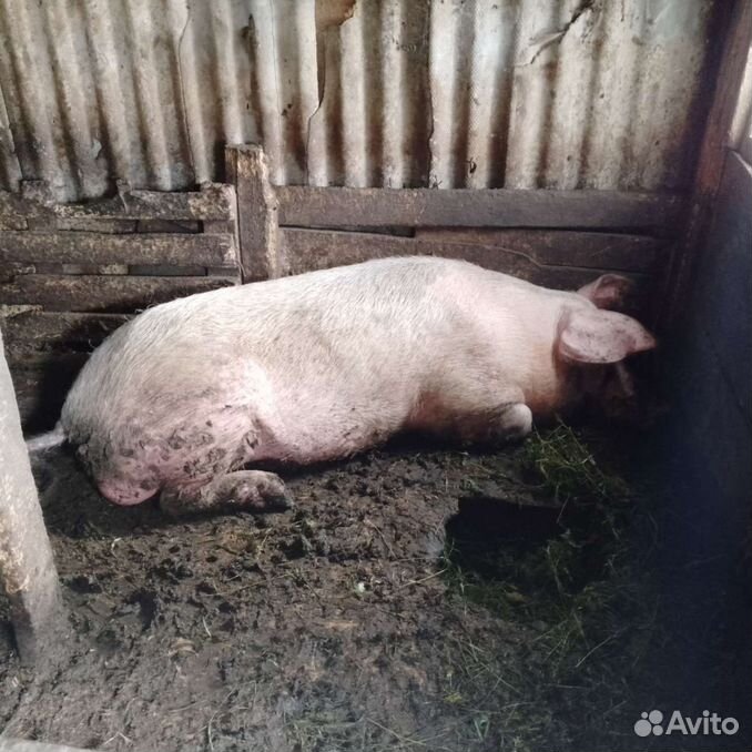 Хряк на племя