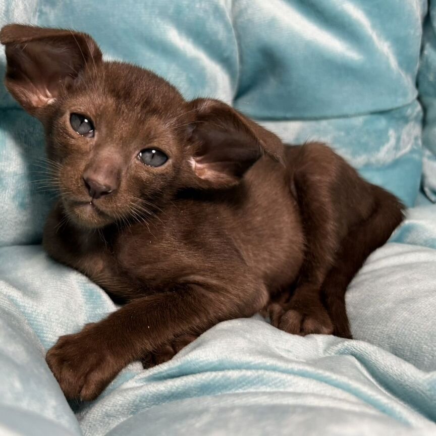 Ориентальный котёнок