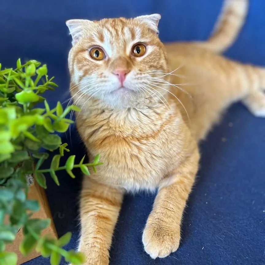 Рыжий котик Джем