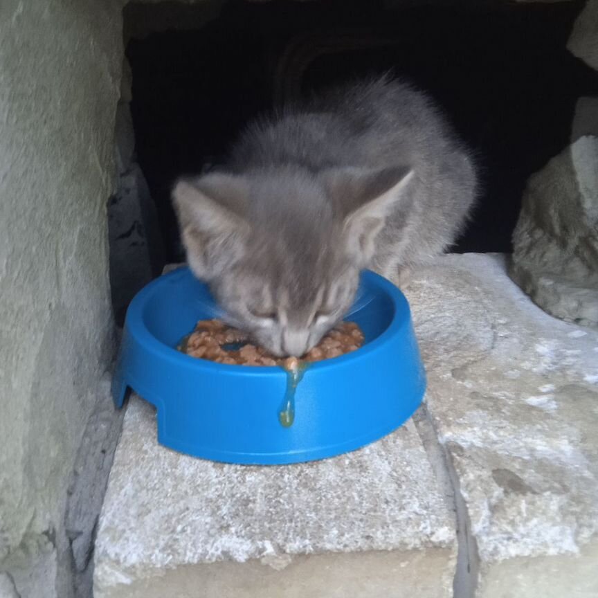 Котенок - ребенок