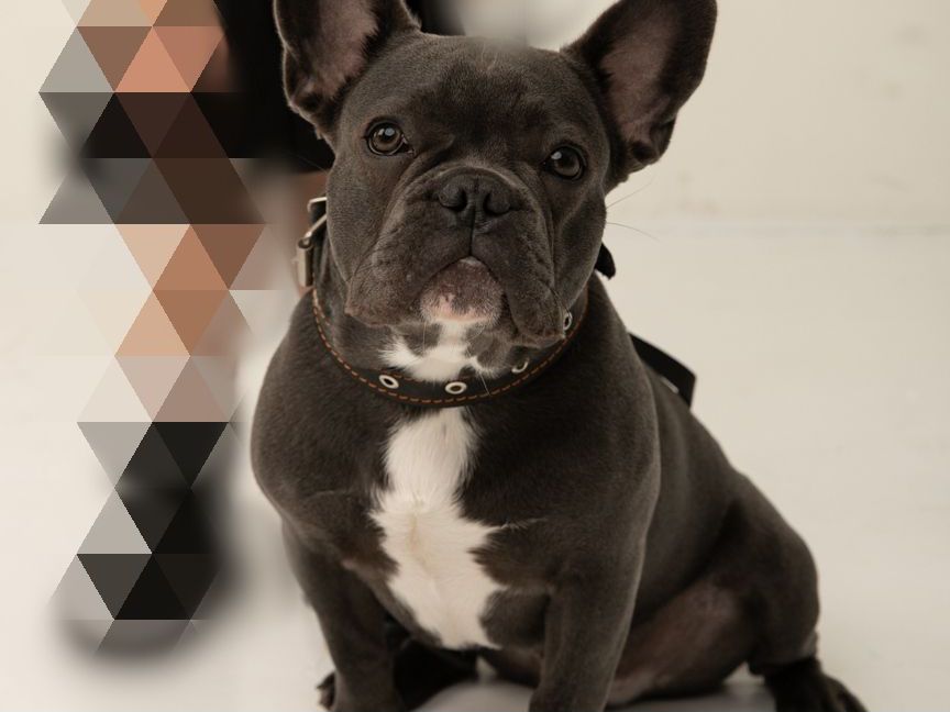 Французский бульдог