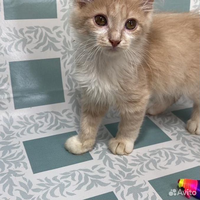 Удивителтный котенок в добрые руки
