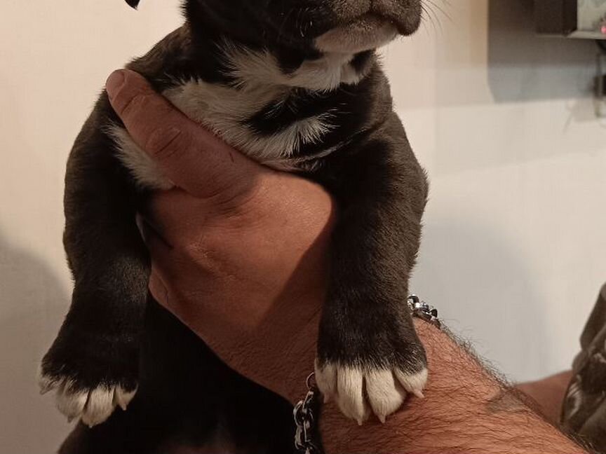 Щенки питбуля (помесь)