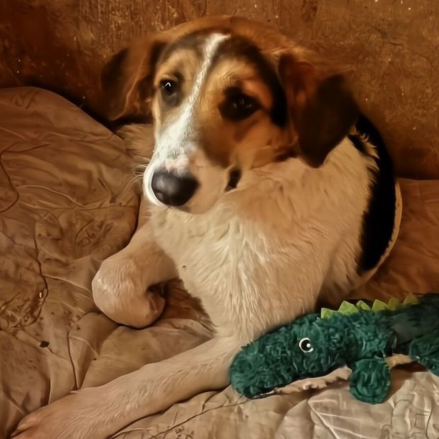 Щенок в добрые руки