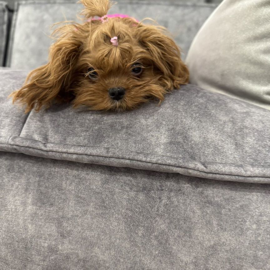 Мальтипу микро в типе корея