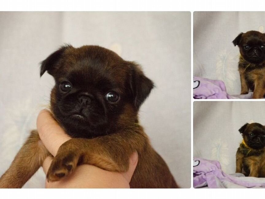 Продаются щенки пти брабансона