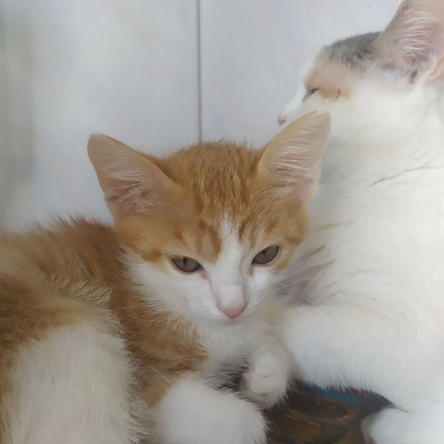 Девочка, привезëм сами