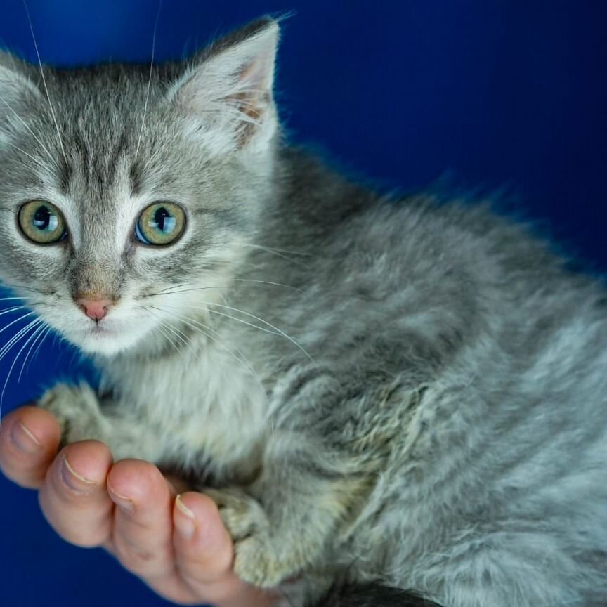 Малыш Лукум ищет дом, 2,5 месяца. В добрые руки