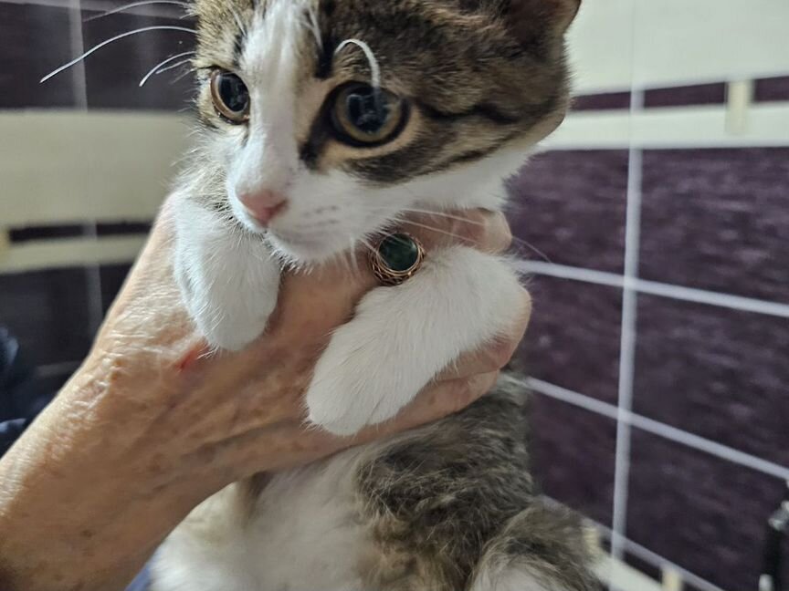 Ухоженный котёнок