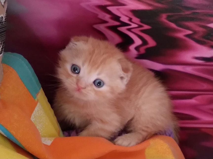 Продам котят шотландкой породы
