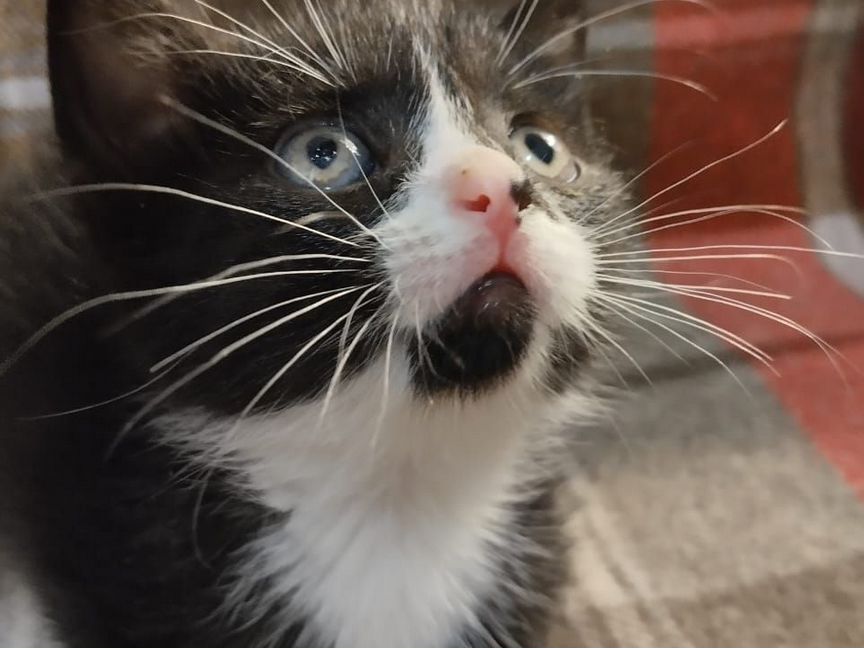 Космические котята мчс