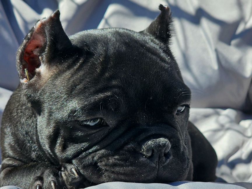 Американский булли микро