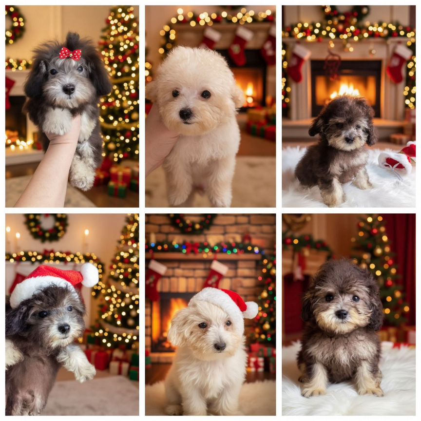 Мальтипу, щенок