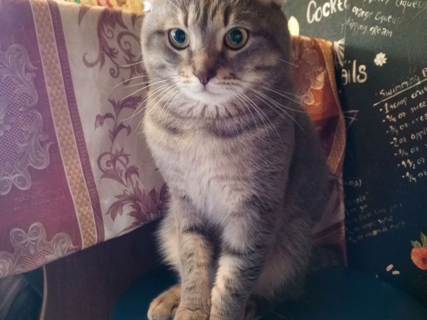Шотландская вислоухая кошка бесплатно