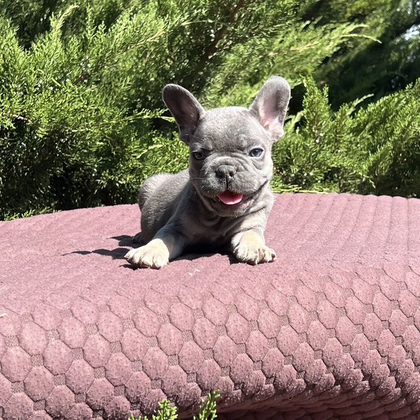 Лилак очарование