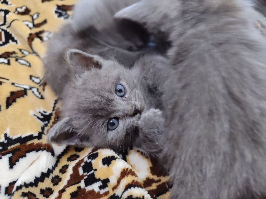 Шотландские котята