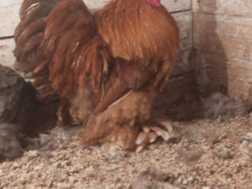 Куры петухи