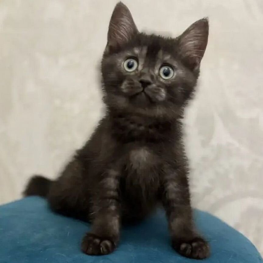 Бомбейский котёнок