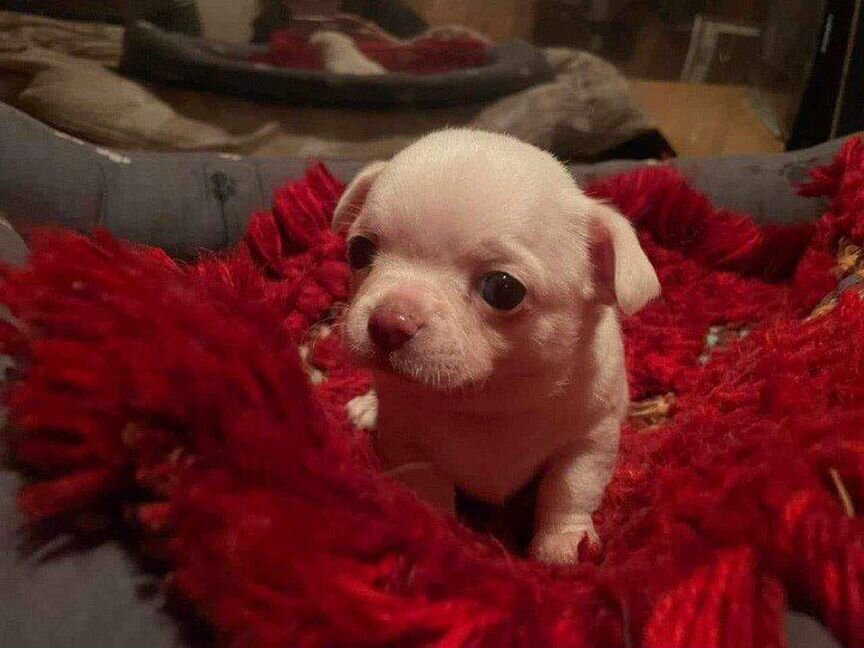 Чихуа хуа щенки