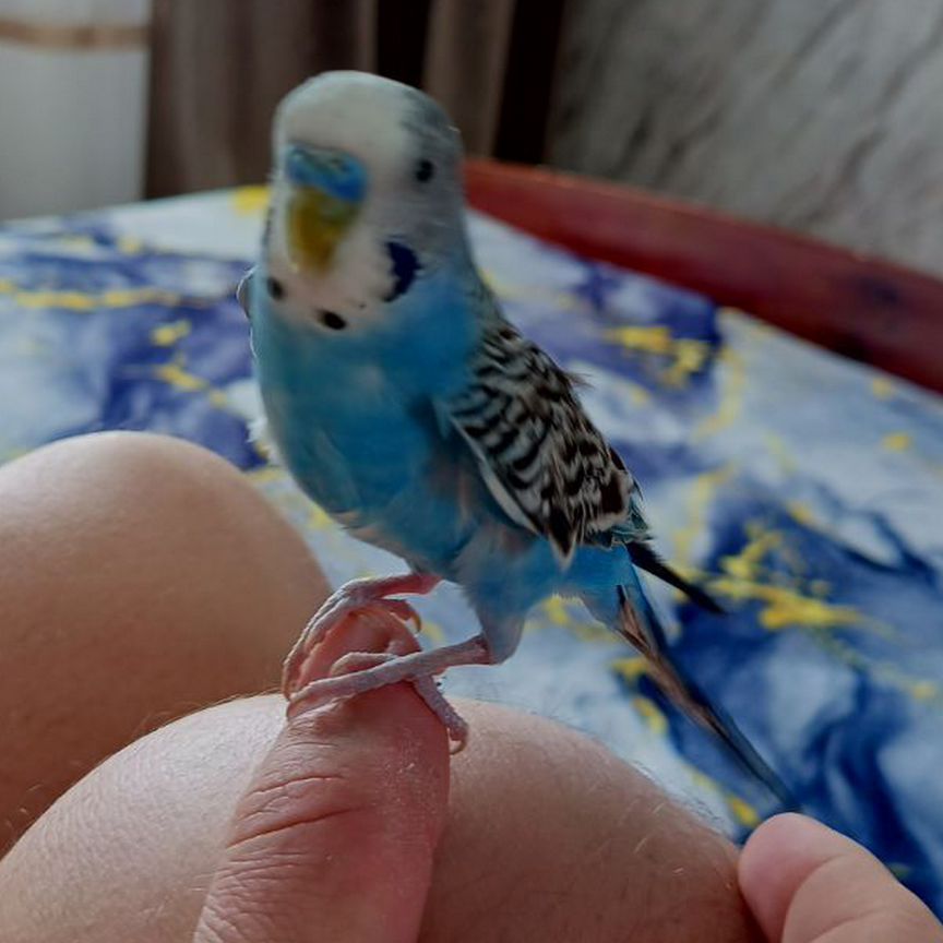 Волнистый попугай ручной