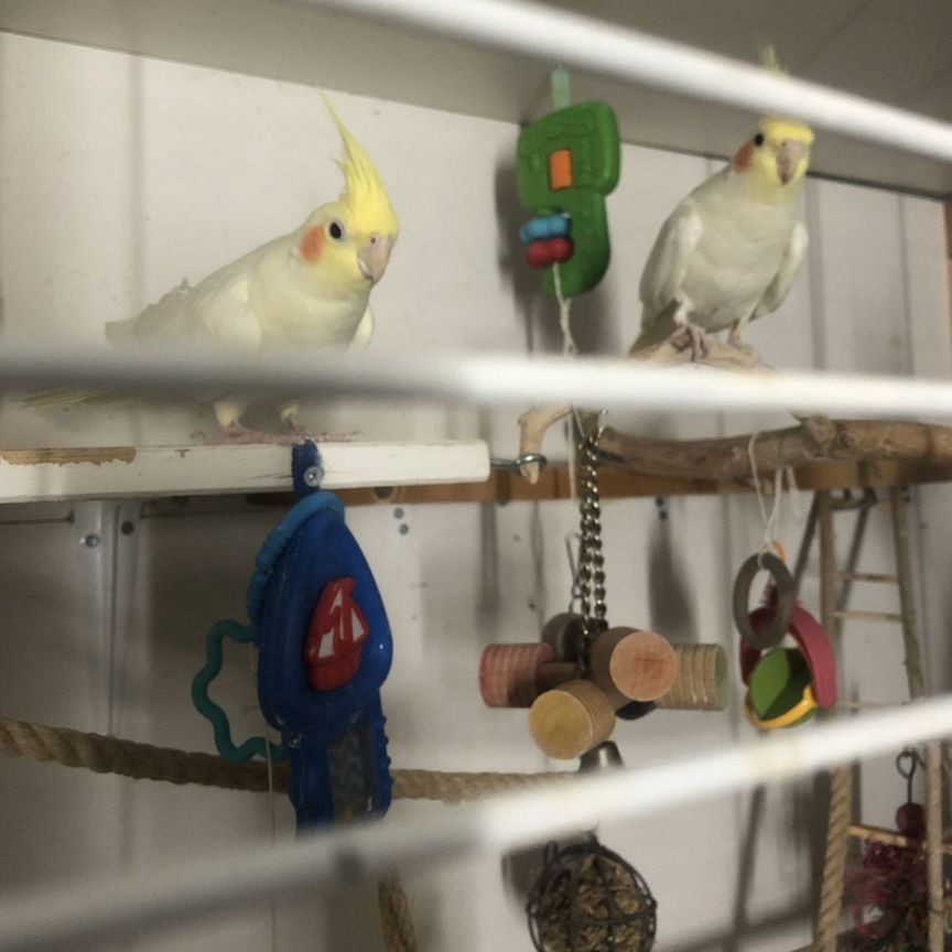 Попугай корелла