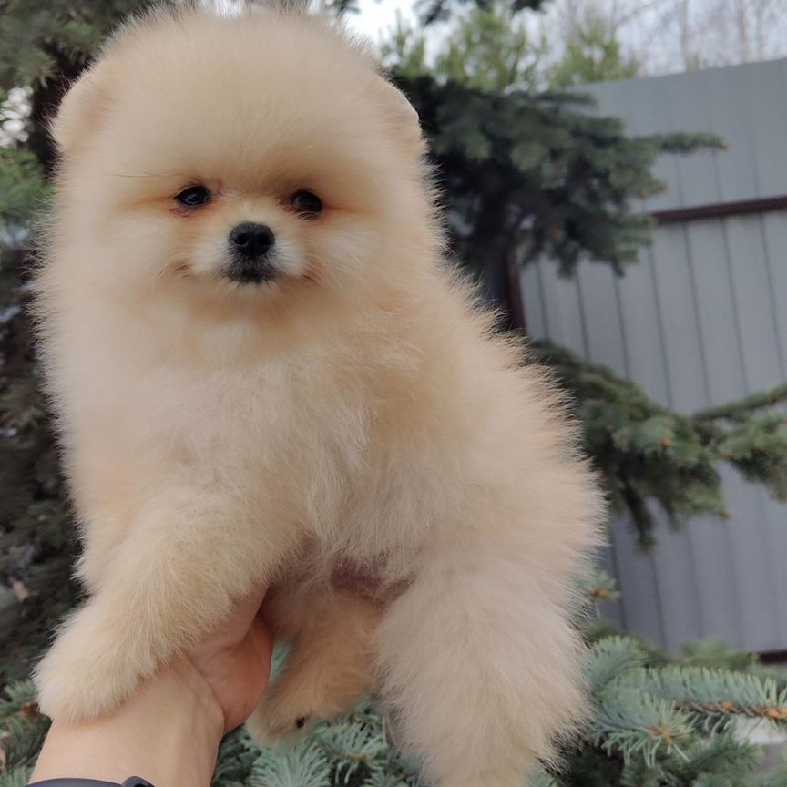 Померанский шпиц, щенок