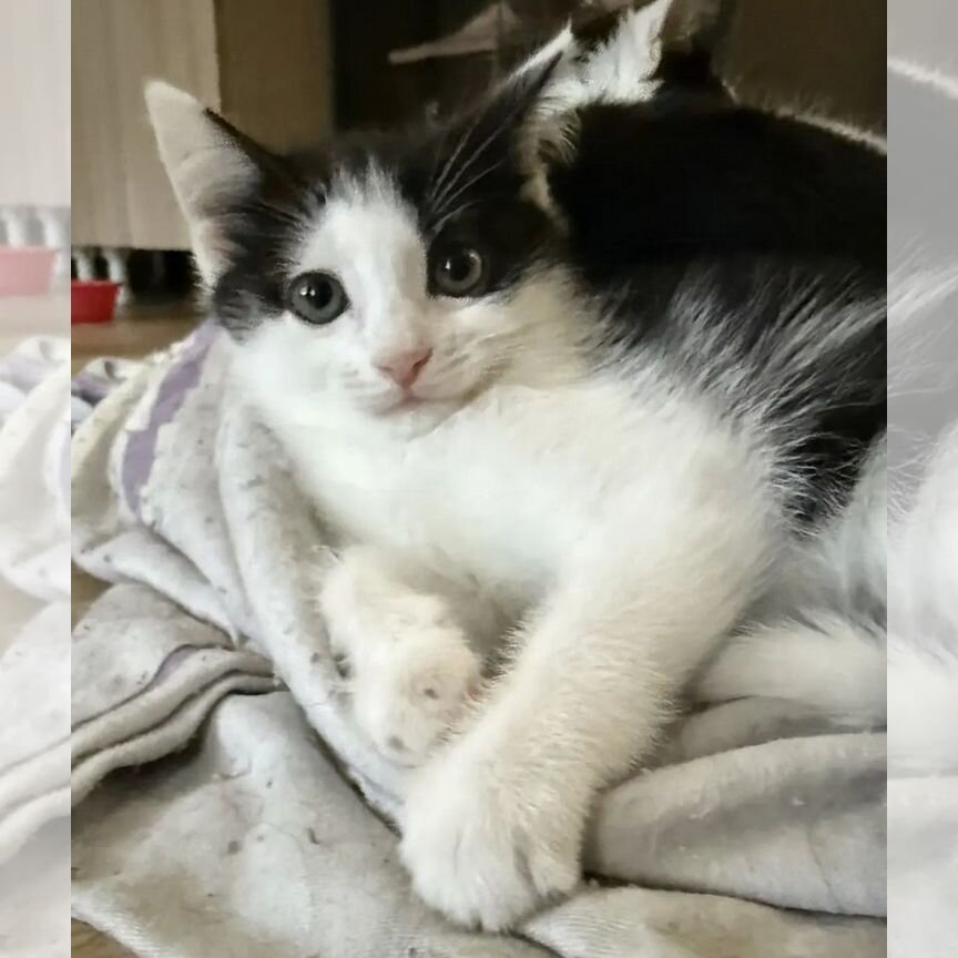 Котёнок в добрые руки