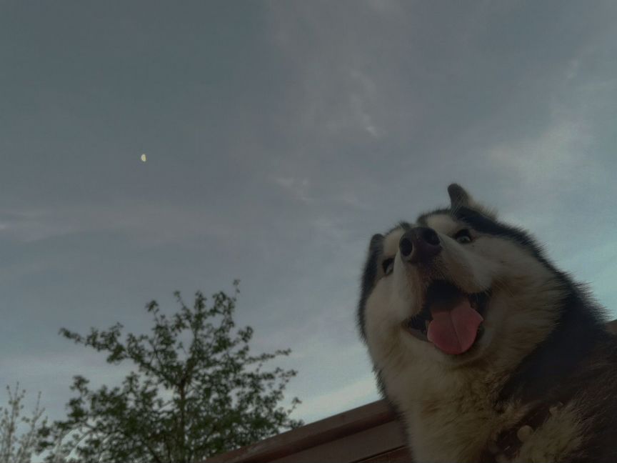 Хаски вязка