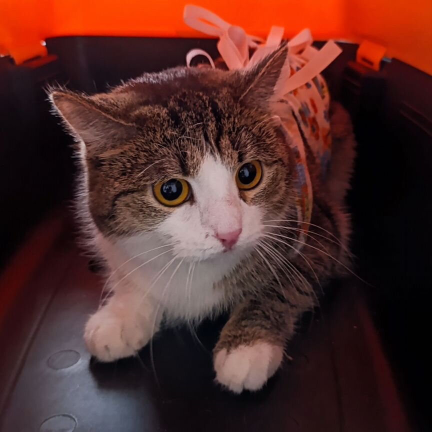 Кошка