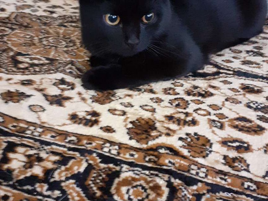 Котики бесплатно в добрые руки