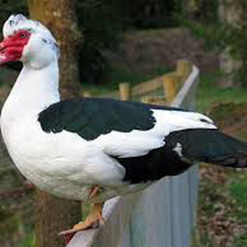 Индоутки и индюки