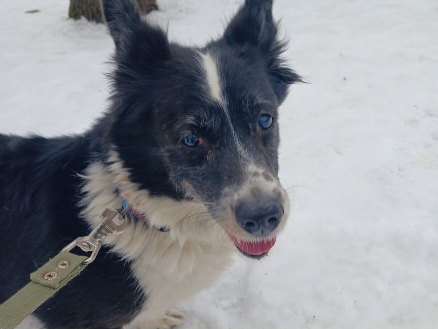 Двух собачек старушек сдали в приют умирать