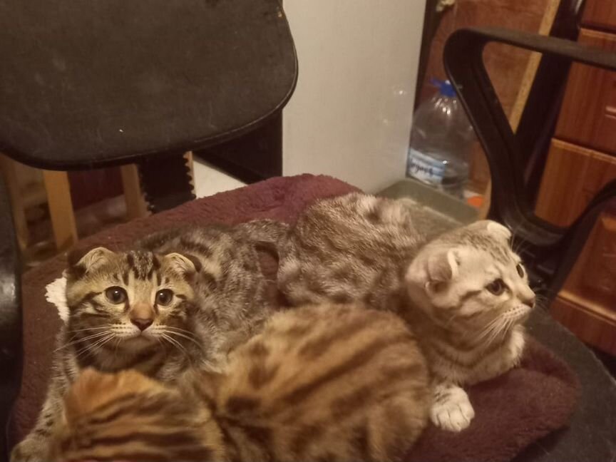 Бенгальские котята