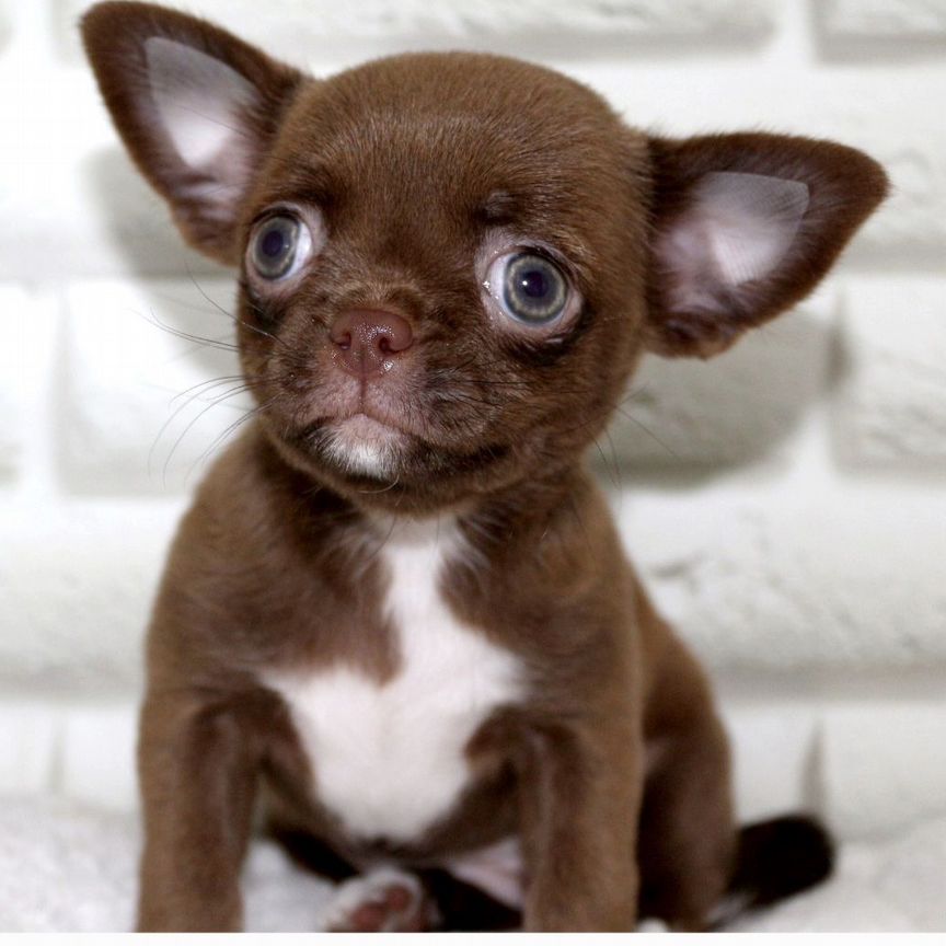 Чихуахуа, щенок