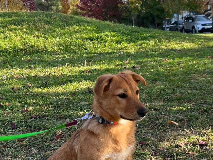 Щенок бесплатно