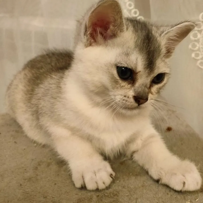 Котята бурмилла