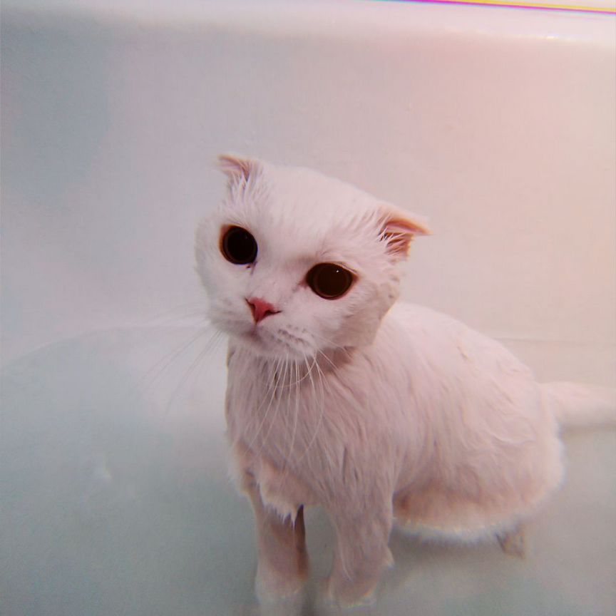 Замечательный вислоухий кот в добрые руки