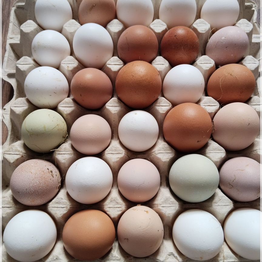 Яйцо домашнее